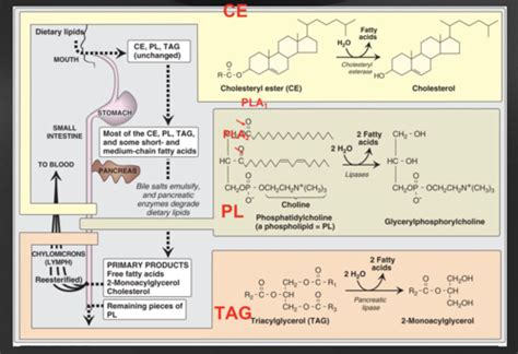 Overview Of Lipid Metabolism Flashcards Quizlet