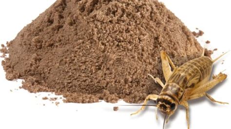 Producción de harina de insectos para consumo animal