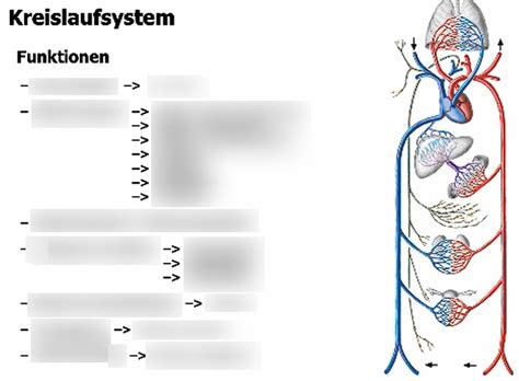 Schaubild Kreislaufsystem Funktionen Quizlet