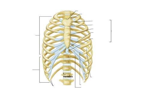 Ribs And Sternum Diagram Quizlet
