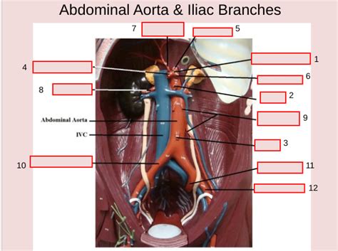 Abdomen Diagram Quizlet