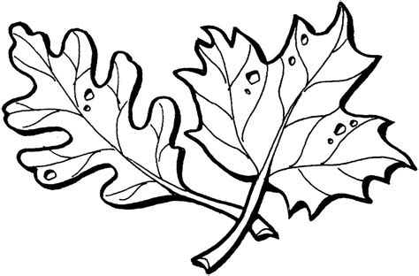 Dibujos de Hojas para colorear 90 Imágenes para niños