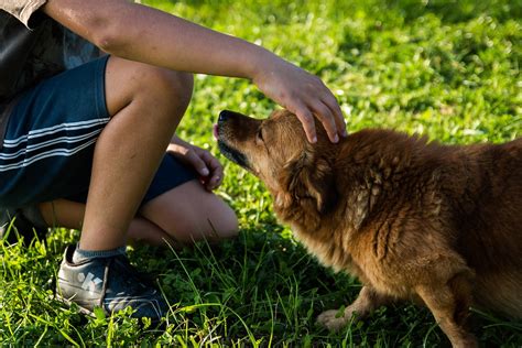 Los Mejores Desparasitantes Para Perros Caseros Y Naturales Remedios
