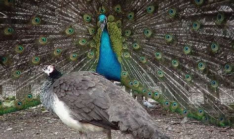 PAVO REAL Características Alimentación Reproducción y más