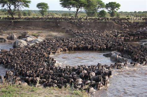 The Great Wildebeest Migration Pamoja Tours And Travel