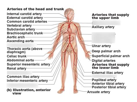 Arteries Diagram Quizlet