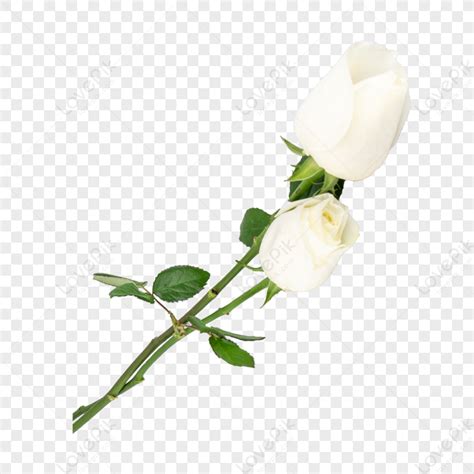 Ramo Floral Planta Hermosa Rosa Blanca fresco flores PNG Imágenes