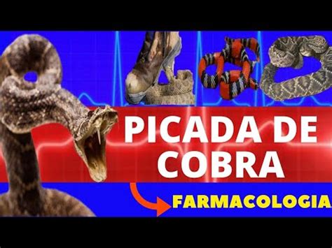 PICADA DE COBRA JARARACA CASCAVEL COBRA CORAL E SURUCUCU O QUE