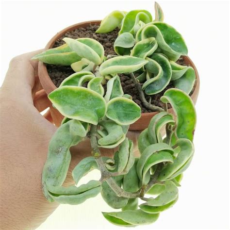 Hoya Carnosa Compacta F Variegata Cm Asclepiadaceae Giromagi