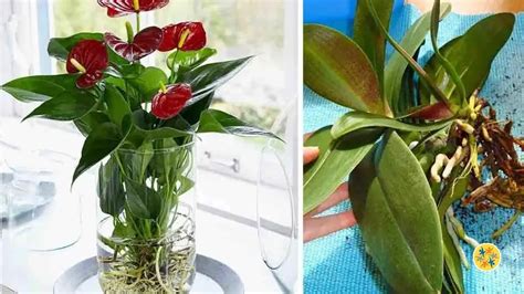 Culture d Orchidées dans l Eau et 6 Trucs à savoir