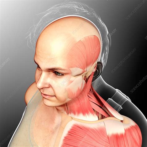 Male Chest Muscles Diagram Weight Lifting Chest Exercises That
