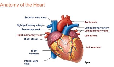 Cardiovascular System Wk Flashcards Quizlet