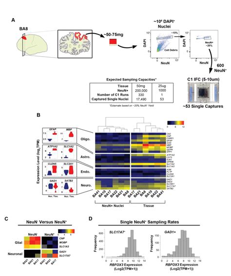 Single Nuclei RNA Seq Supplies Snapshot Of Gene Expression Across Brain