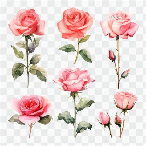 Un Conjunto De Rosas Acuarelas Sobre Un Fondo Transparente Vector