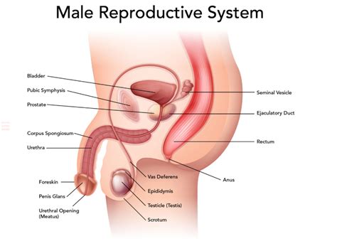 Male Reproductive System Labeled Quizlet Human Anatomy