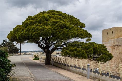 Las Plantas Interesantes Encontraron En Malta Una Isla En El Mediterr