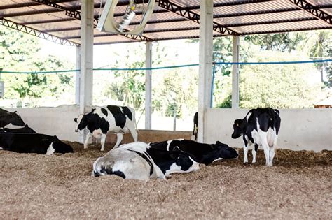 A importância de um projeto de construção e execução de compost barn