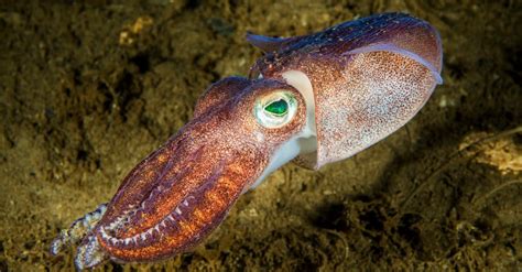 Cuttlefish Vs Squid Vs Octopus