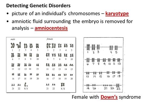 Karyotype Worksheets Answers