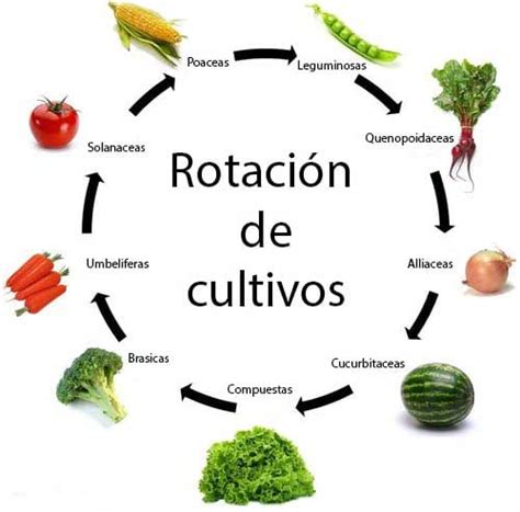 Qué es y para qué sirve la rotación de los cultivos