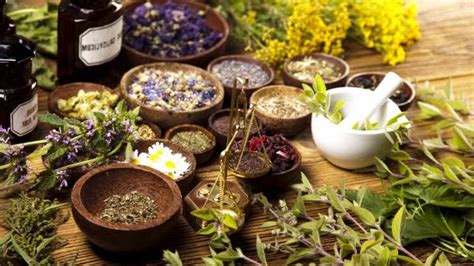 Ejemplos De Plantas Medicinales Nombres Y Propiedades