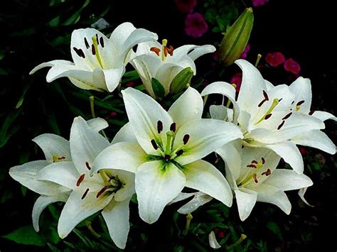 Details 200 Imagen Flores Blancas Lirios Abzlocal Mx