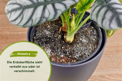 Zimmerpflanzen Umtopfen Wann Und Wie Oft Botanik Guide