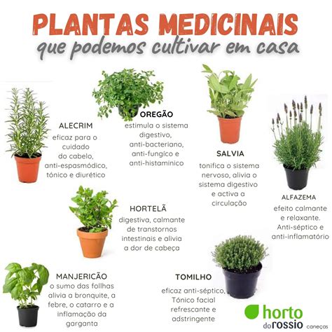 Plantas Medicinais Que Podemos Cultivar Em Casa Horto Do Rossio