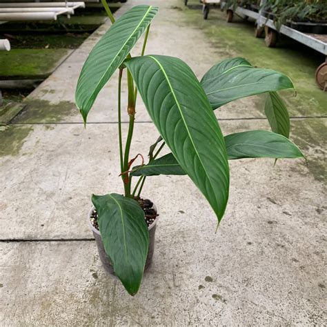 Philodendron Heterocraspedon US Grown Rare Aroid Plant Craibas Al