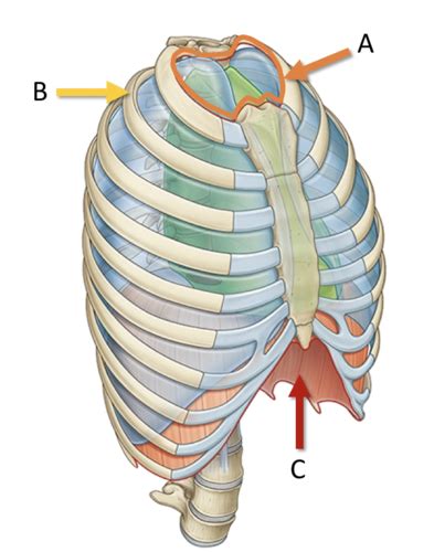 Chapter Thoracic Wall And Lungs Flashcards Quizlet