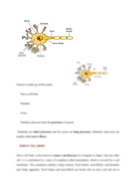 Solution Neurons Structure Types Properties And Functions Studypool