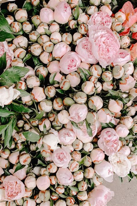 Pink Flower Aesthetic Wallpaper For Your Phone Green Thumb Diaries