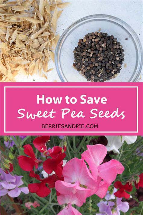 How To Save Sweet Pea Seeds Berries And Pie