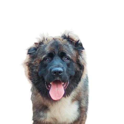 Kaukasischer Schäferhund Rassebeschreibung Haltung Pflege Co