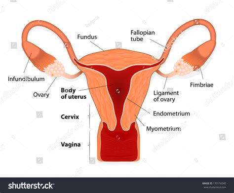 Uterus Or Womb Female Reproductive System Uterus And Uterine Tubes