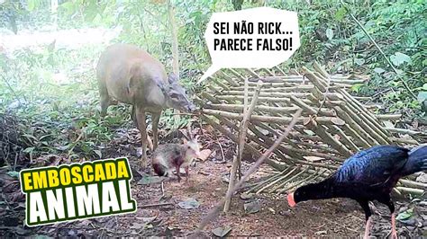 OS ANIMAIS SENTEM QUANDO É PERIGO YouTube