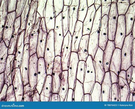 Micrograph Of Onion Epidermal Cells Stock Image Image Of Layer