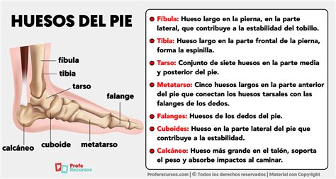 Los Huesos del Pie Nombres Explicación
