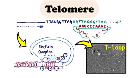 Telomere DNA Replication Chromosome End Replication Problem In