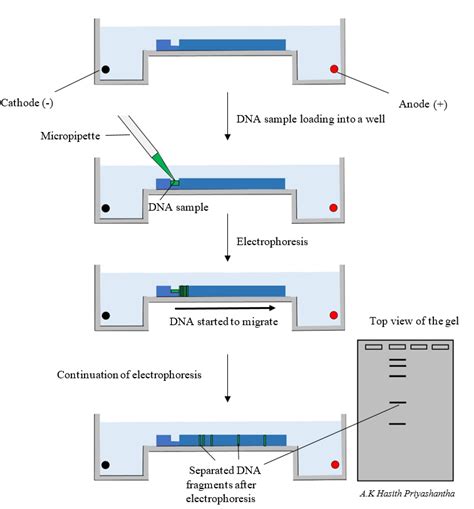 Separation Of DNA Fragments By Gel Electrophoresis According To