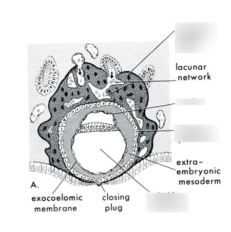 Early Embryology Diagram Quizlet