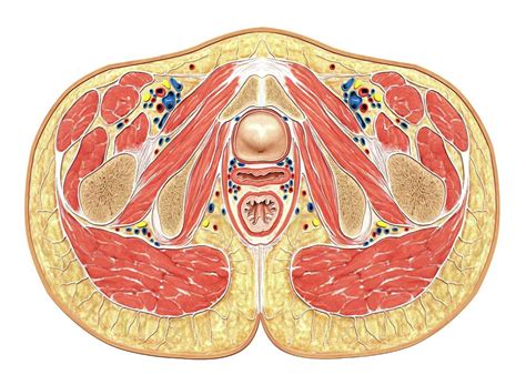 Muscles Of Pelvis Floor Cross Section By Asklepios Medical Atlas
