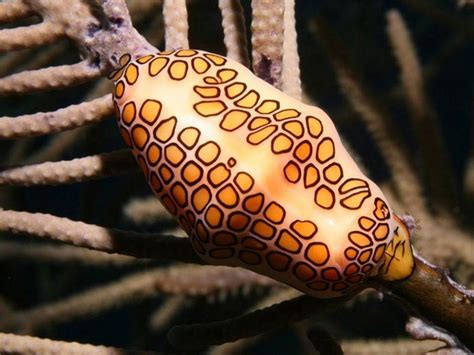 Sorpréndete con este Top 10 de los Animales Más Raros Del Mundo