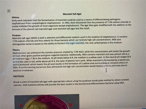 Solved Mannitol Salt 1 What Is This Media Selective And Chegg