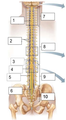 The Spinal Cord Flashcards Quizlet