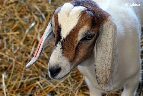 Tips Memilih Kambing Qurban Yang Sesuai Dengan Syariat Blog Kitabisa