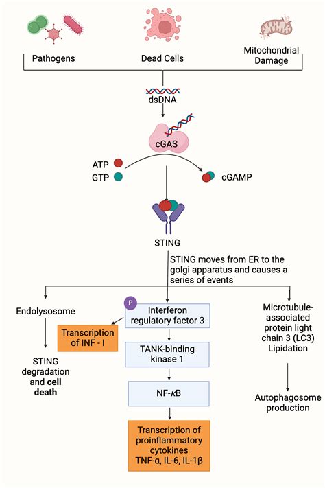 Cgas Sting Signalling Pathway Biorender Science Templates