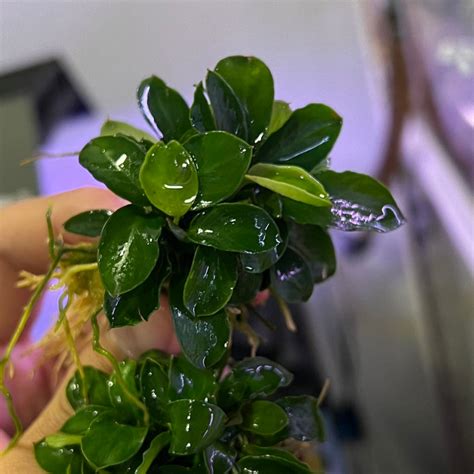 Aquatic Plant Rare Anubias Nana Petite Wrinkled Wrinkle Leaf Rare