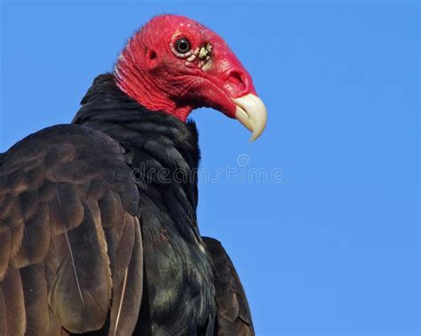 Vautour De Turquie Et X28 Aura X29 De Cathartes Image Stock
