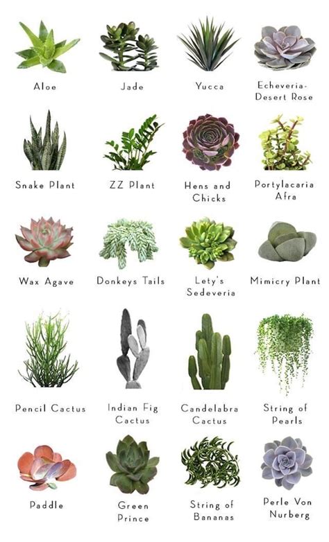 Pin By Arcoiris Divino On Plantas Cactus Plants Planting Succulents